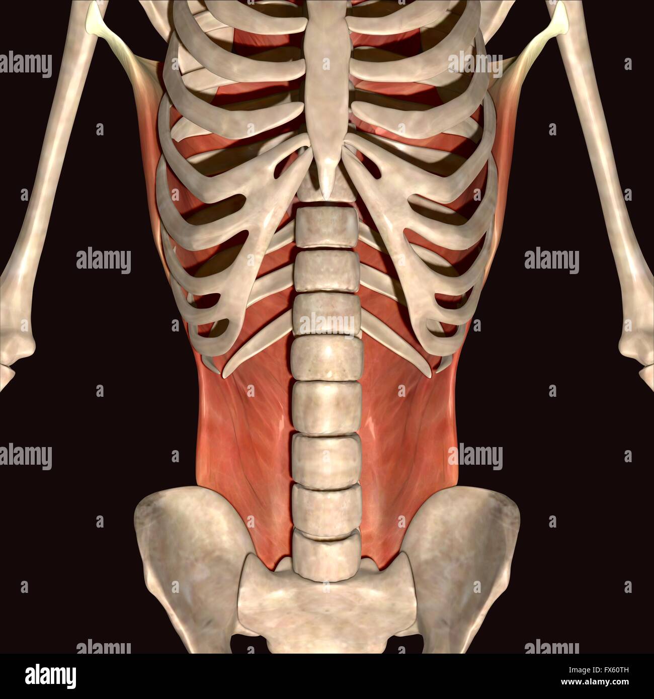 Les droits de l', corps, l'anatomie, squelette, de médecine, de l ...