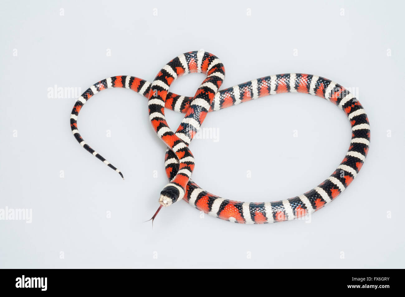 Serpent roi noir mexicain Banque de photographies et d’images à haute résolution - Alamy