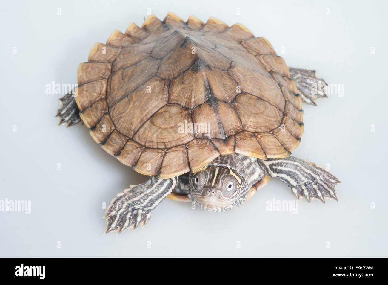 Mississippi map turtle Banque de photographies et d’images à haute ...