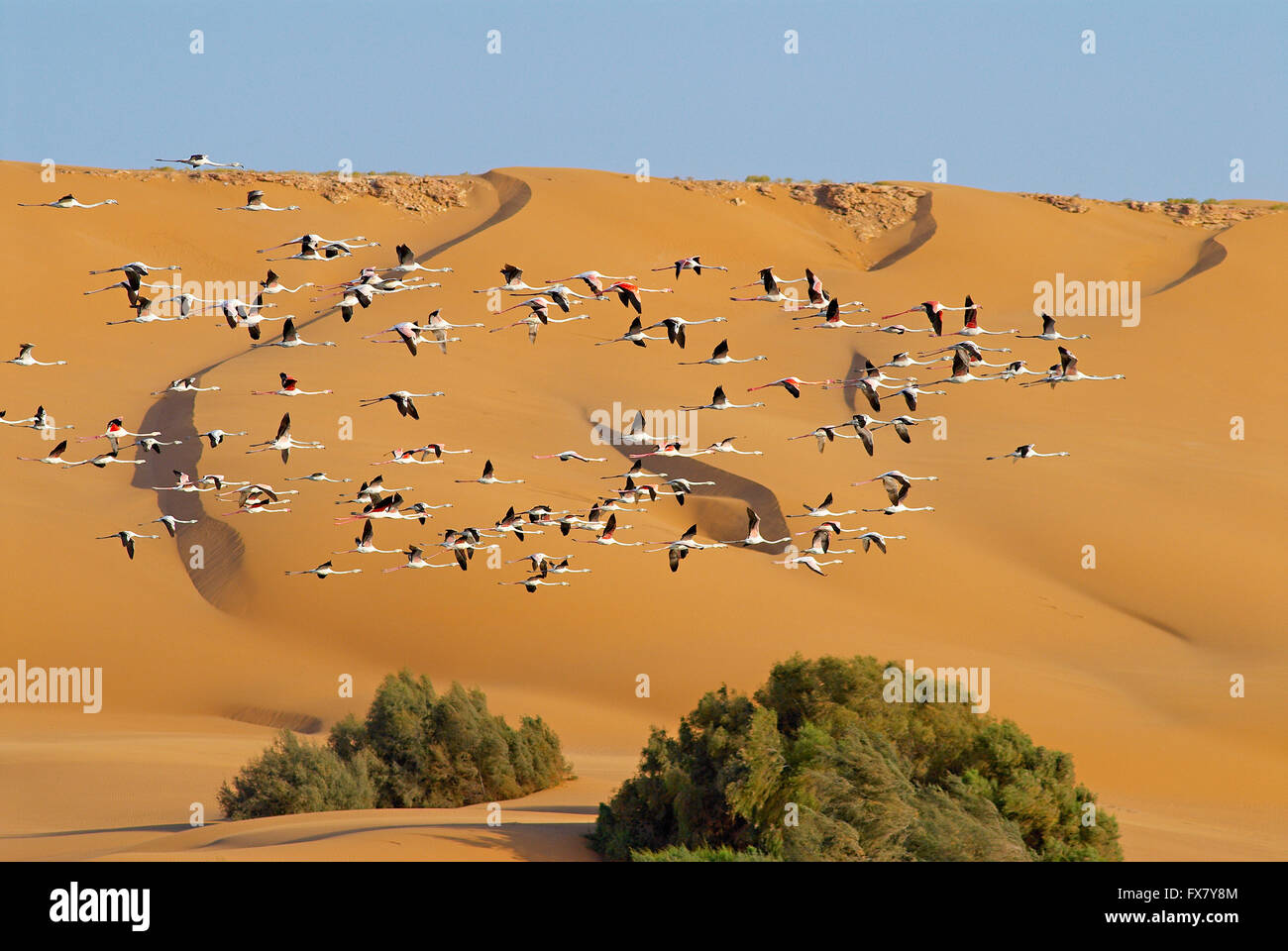 Sahara marocain laayoune Banque de photographies et d’images à haute ...