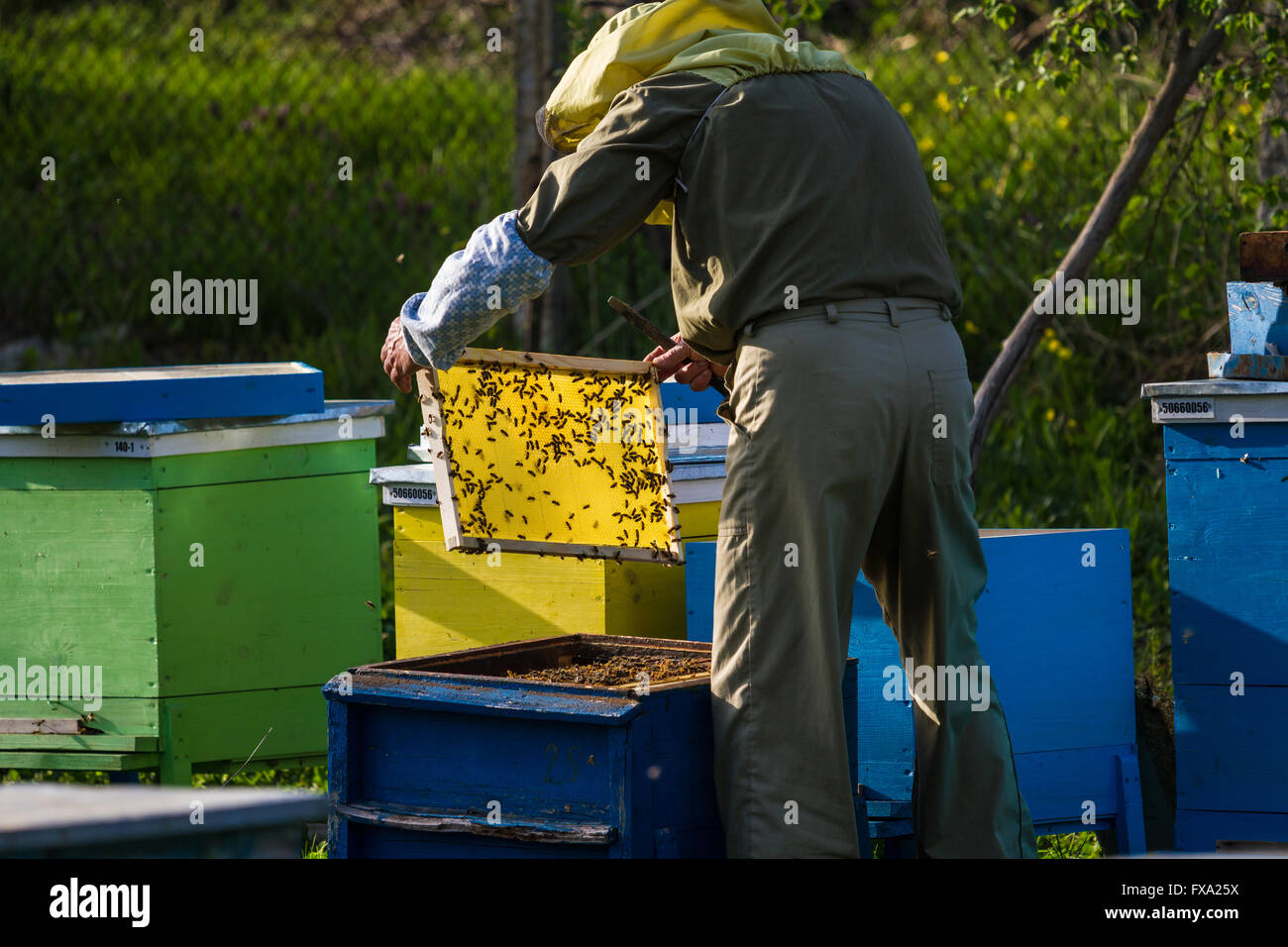 Ruche miel Banque de photographies et d’images à haute résolution - Alamy