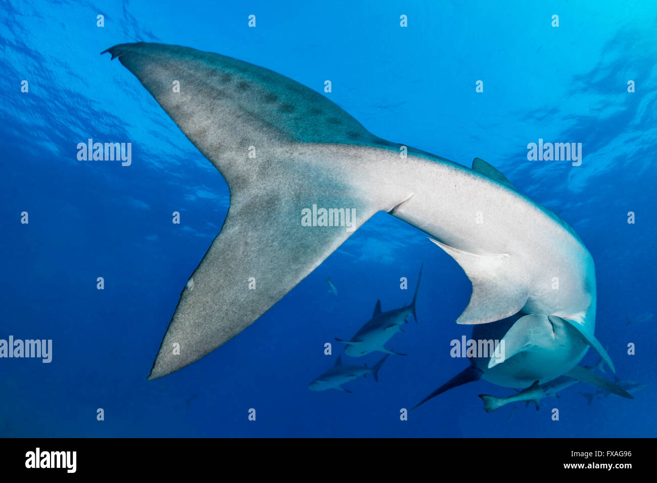 Queue de requin Banque de photographies et d’images à haute résolution - Alamy