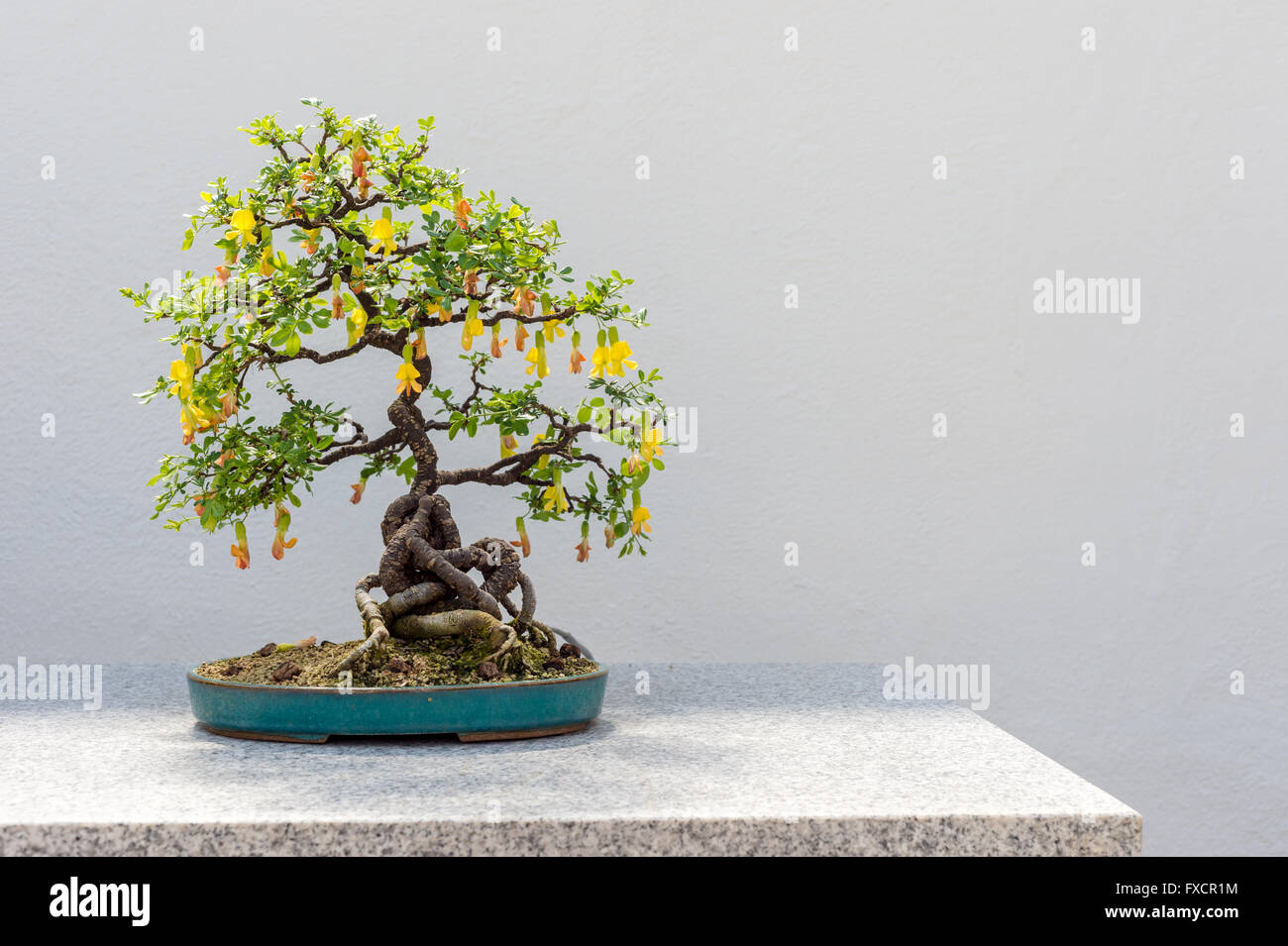 Bonsai bonzai chinese china japan Banque de photographies et d’images à ...