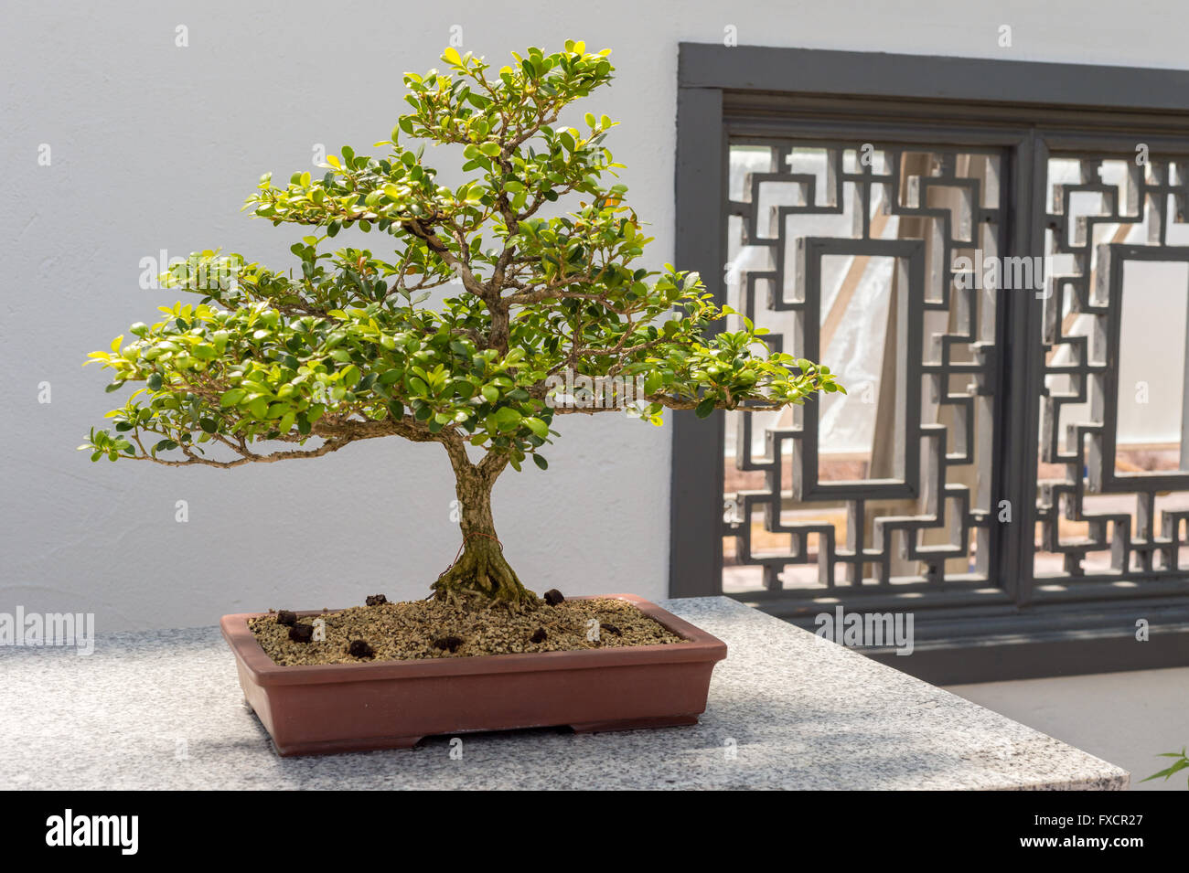 Buxus sinica Banque de photographies et d’images à haute résolution - Alamy