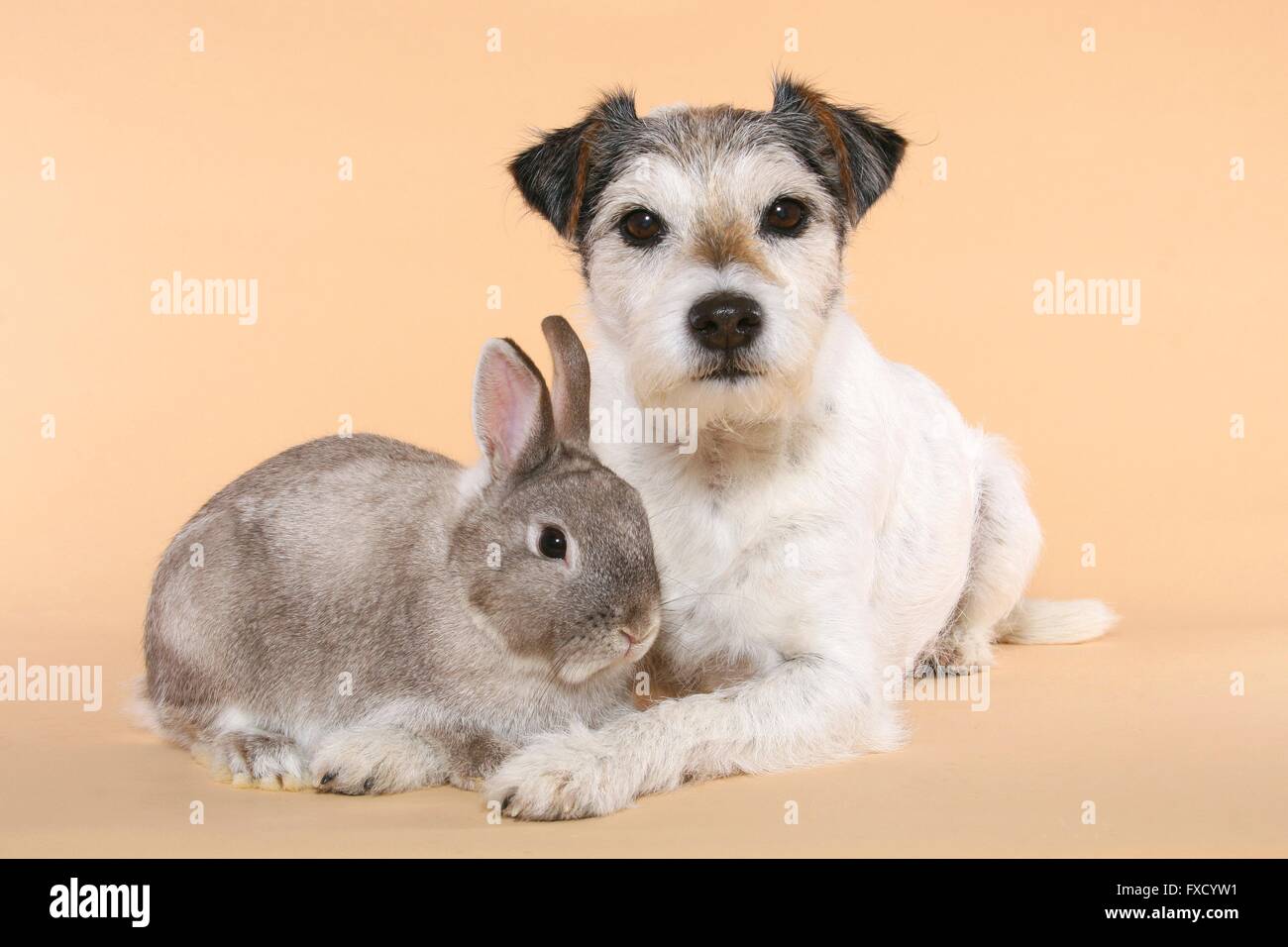 Russell terrier dwarf rabbit Banque de photographies et d’images à haute résolution - Alamy
