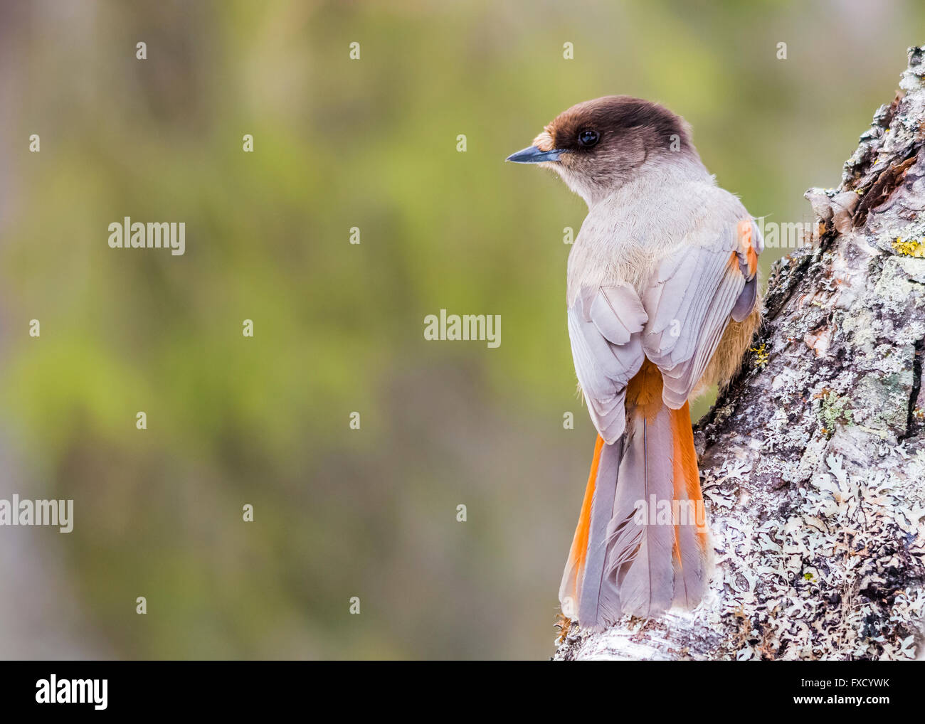 Perisoreus infaustus Banque de photographies et d’images à haute ...
