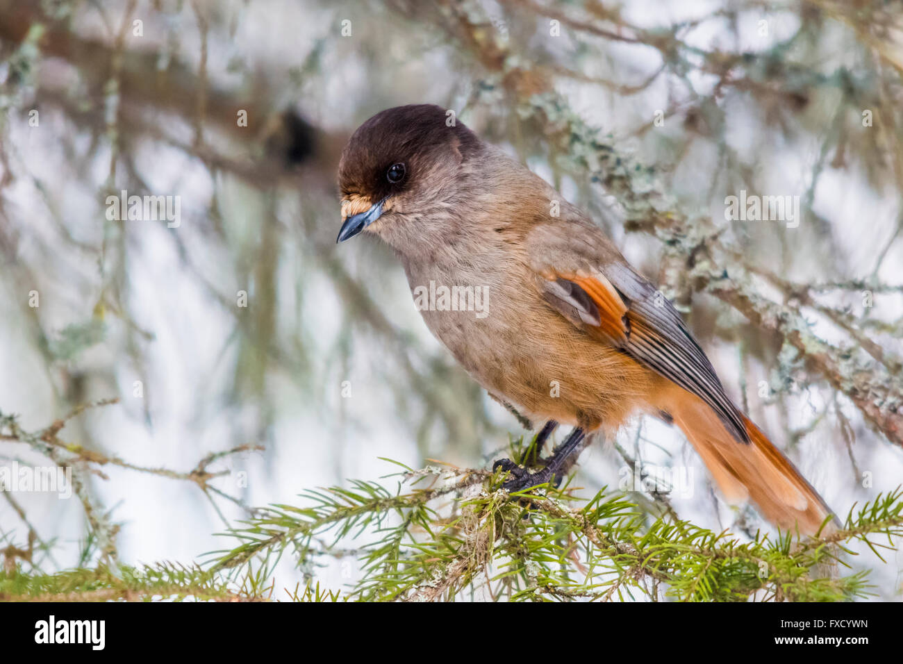 Perisoreus infaustus Banque de photographies et d’images à haute ...