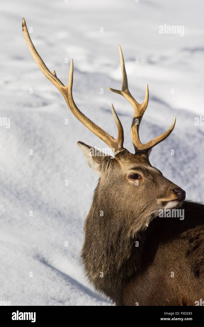 Neige cerf sika Banque de photographies et d’images à haute résolution ...