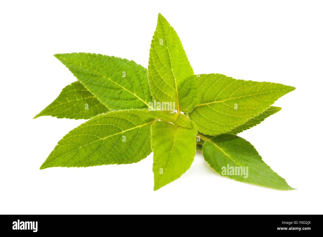 Plante de sauge écarlate Banque de photographies et d’images à haute ...