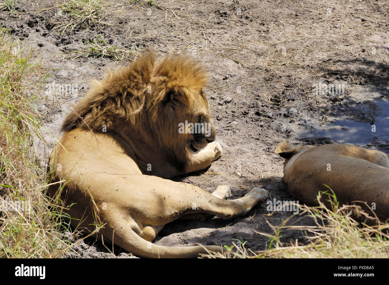 Accouplement des animaux lion Banque de photographies et d’images à ...