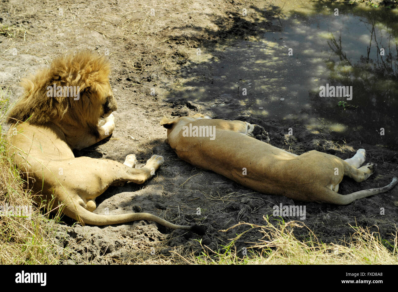 Accouplement de lion et lionne Banque de photographies et d’images à ...