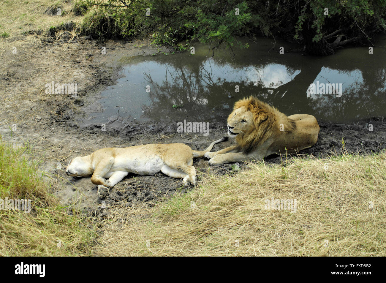 Accouplement de lion et lionne Banque de photographies et d’images à ...