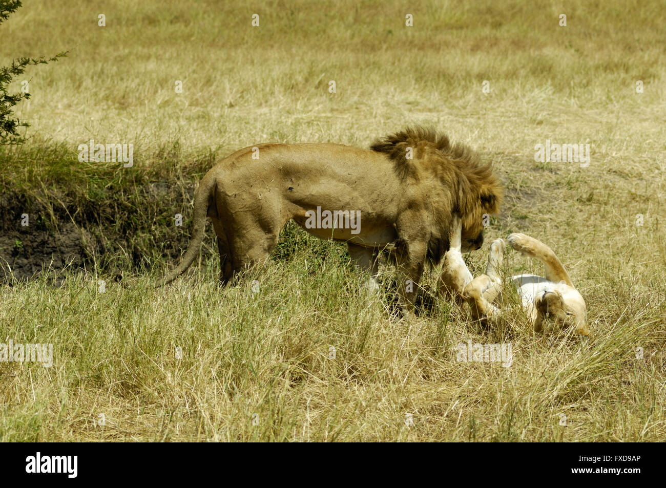 Accouplement de lion et lionne Banque de photographies et d’images à ...