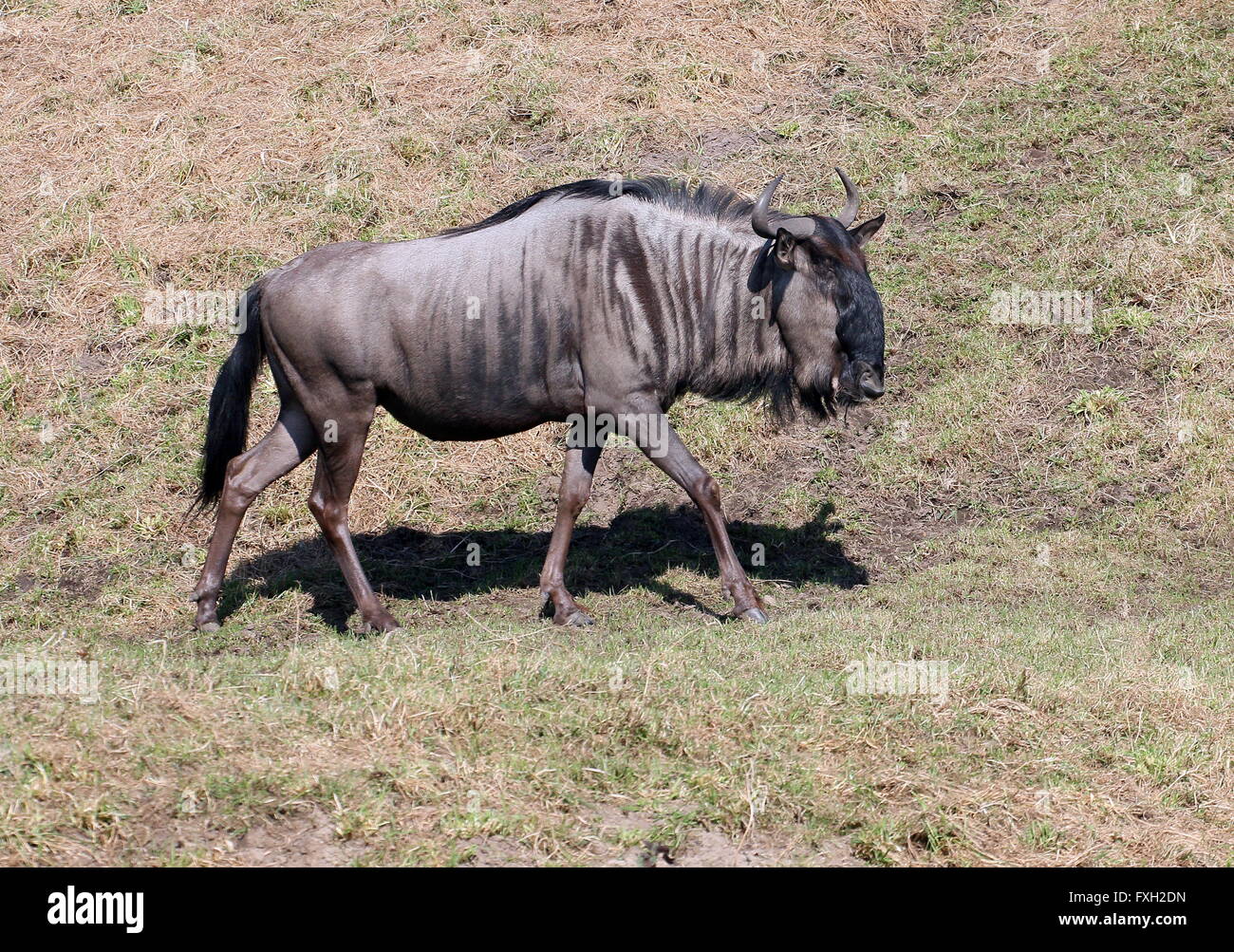 Gnou bleu nu Banque de photographies et d’images à haute résolution - Alamy