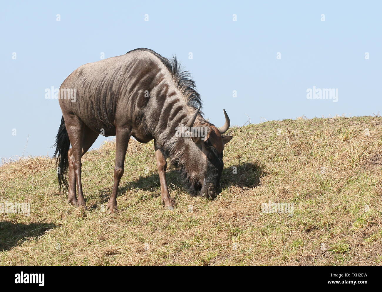 Gnou bleu nu Banque de photographies et d’images à haute résolution - Alamy