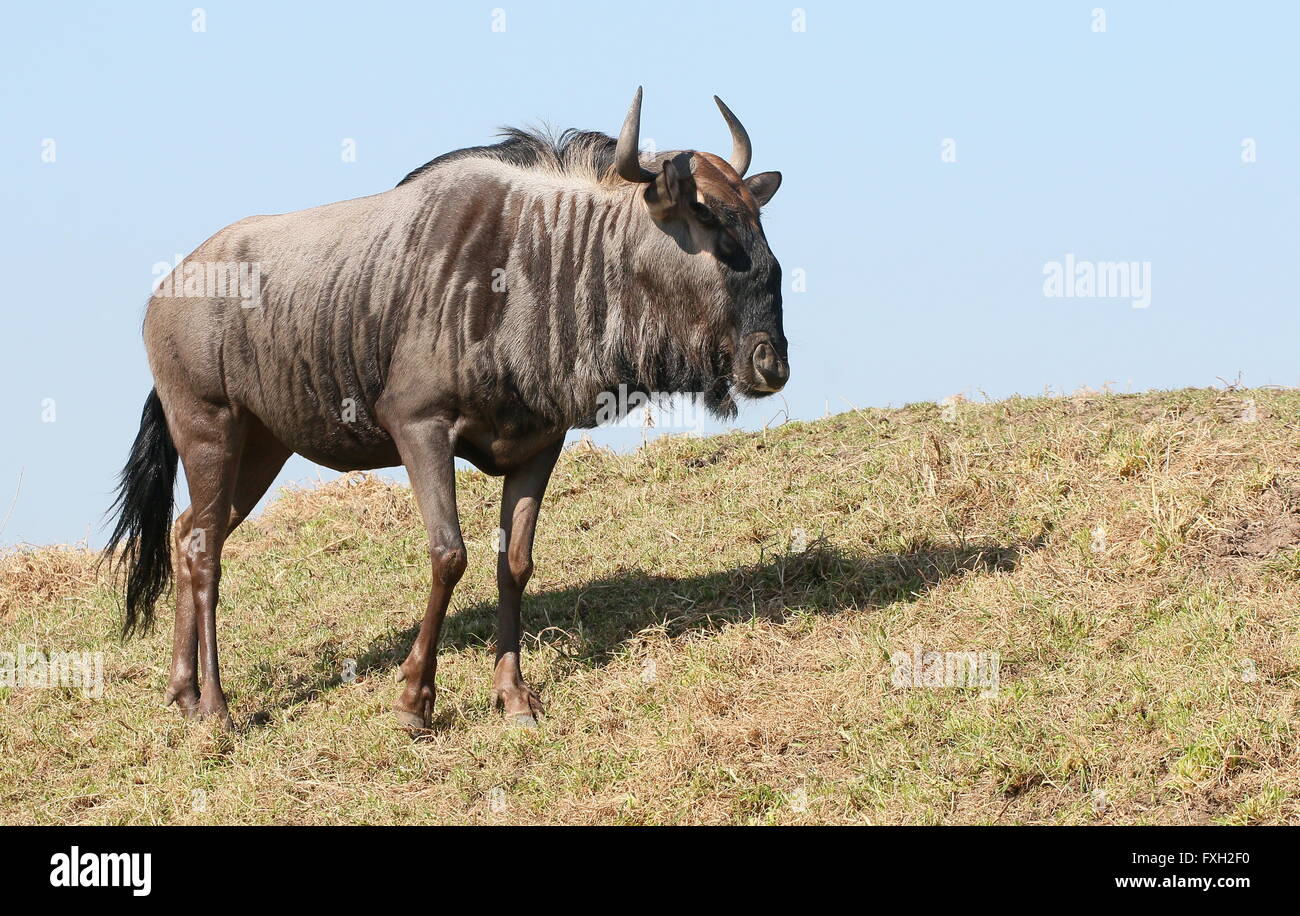 Le Gnou bleu d'Afrique du Sud ou le gnou barbu blanc (Connochaetes ...