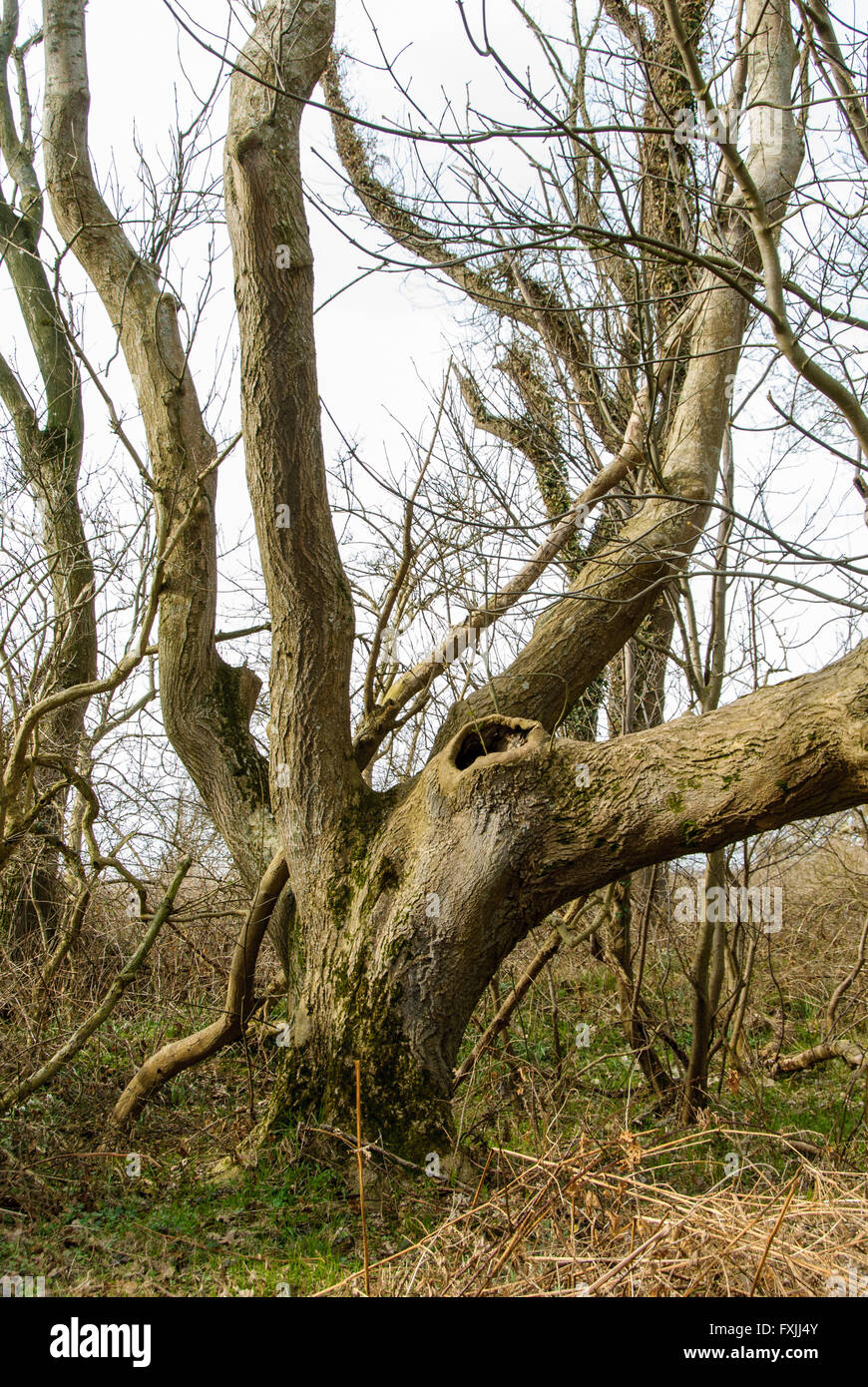 écorce d'arbre noueux Banque de photographies et d’images à haute ...
