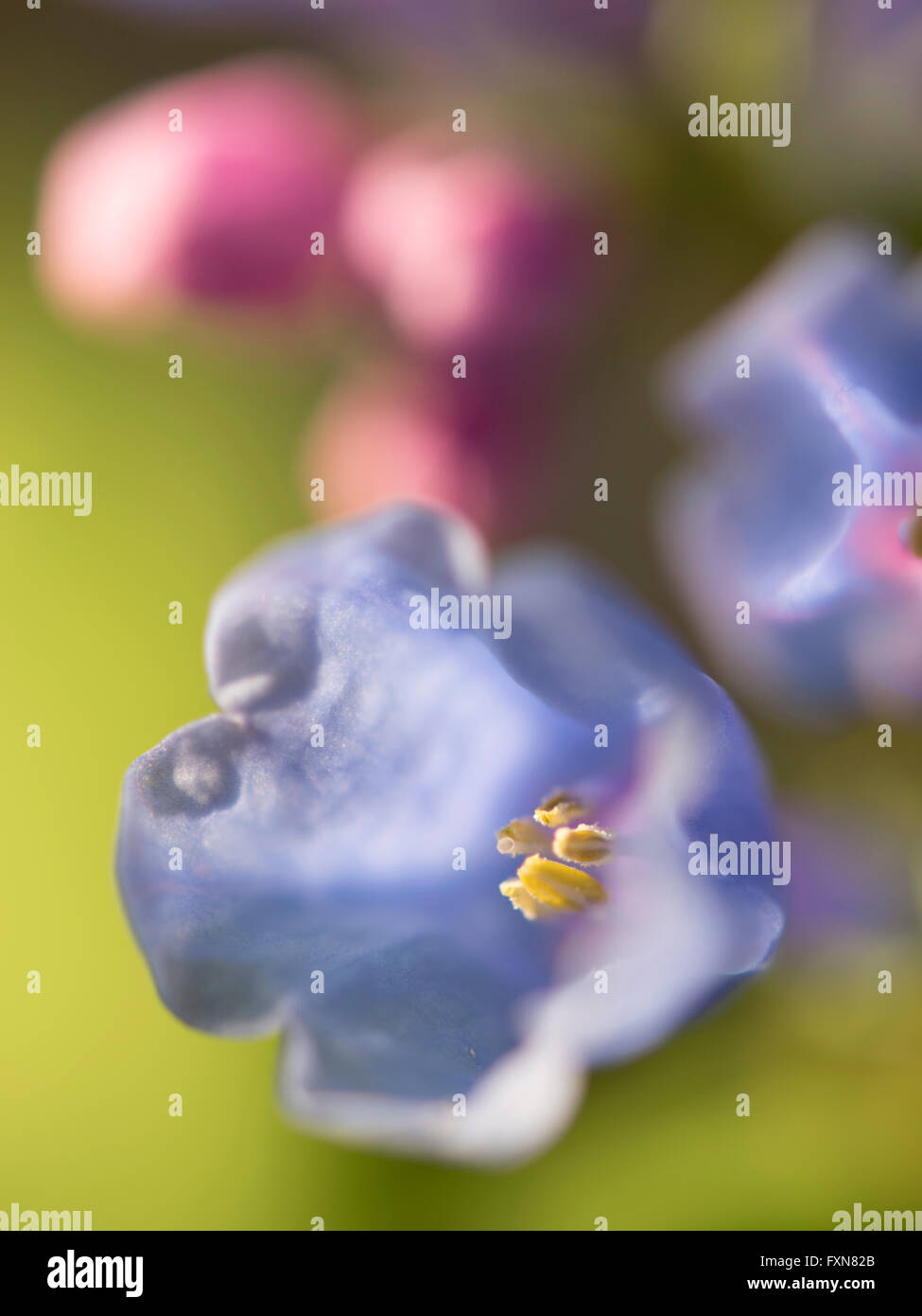Cloche bleue Banque de photographies et d’images à haute résolution - Alamy