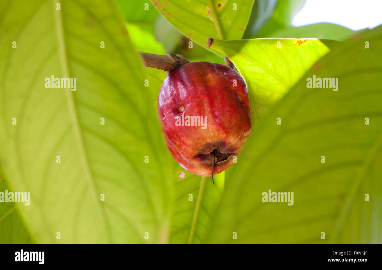 Syzygium malaccense ou Pomerac, Malay sur Apple tree Photo Stock - Alamy