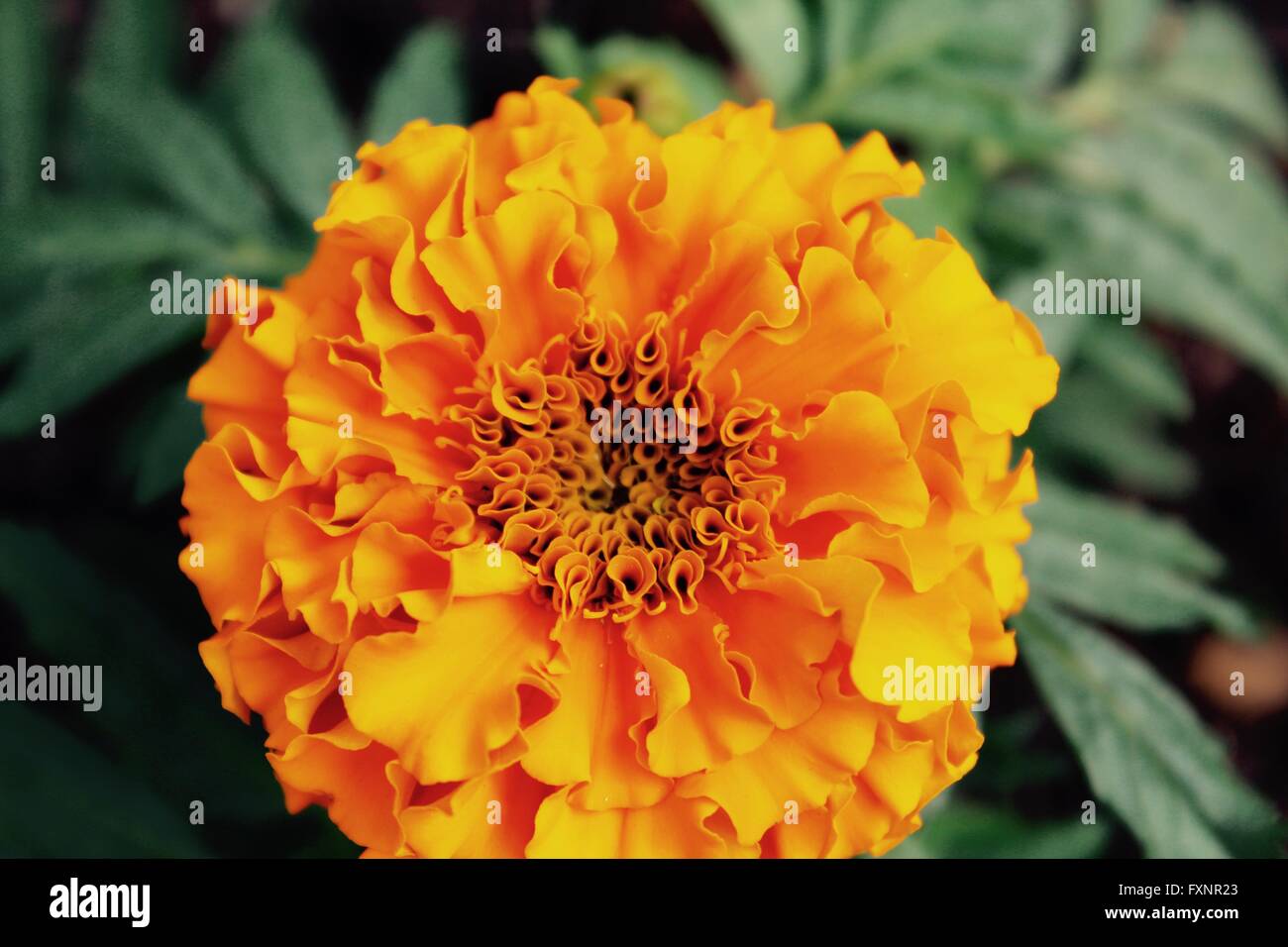 Fleur jaune et orange Banque de photographies et d’images à haute ...
