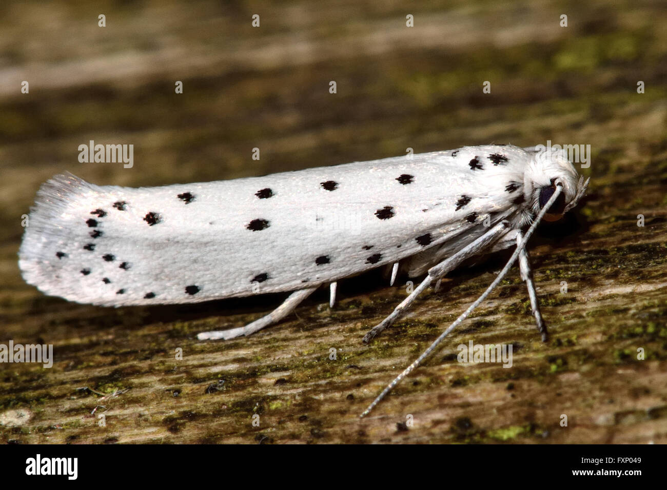 Black spots Banque de photographies et d’images à haute résolution - Alamy