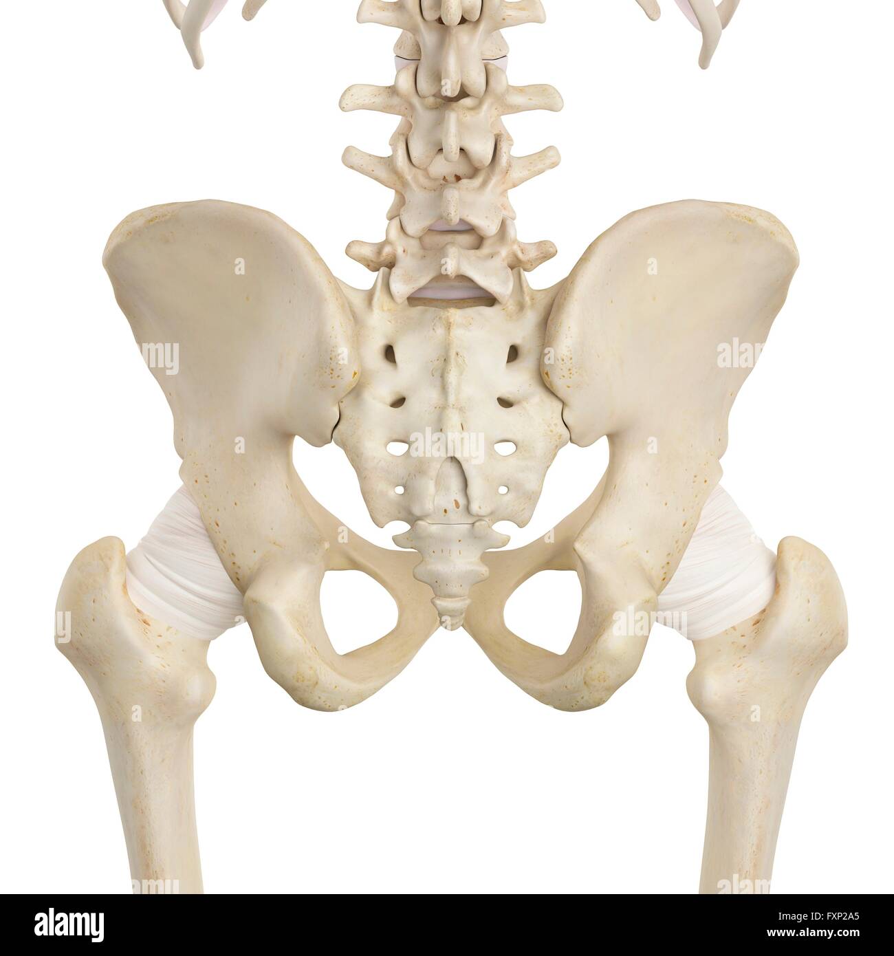 Ligaments du bassin humain Banque d'image et photos - Alamy