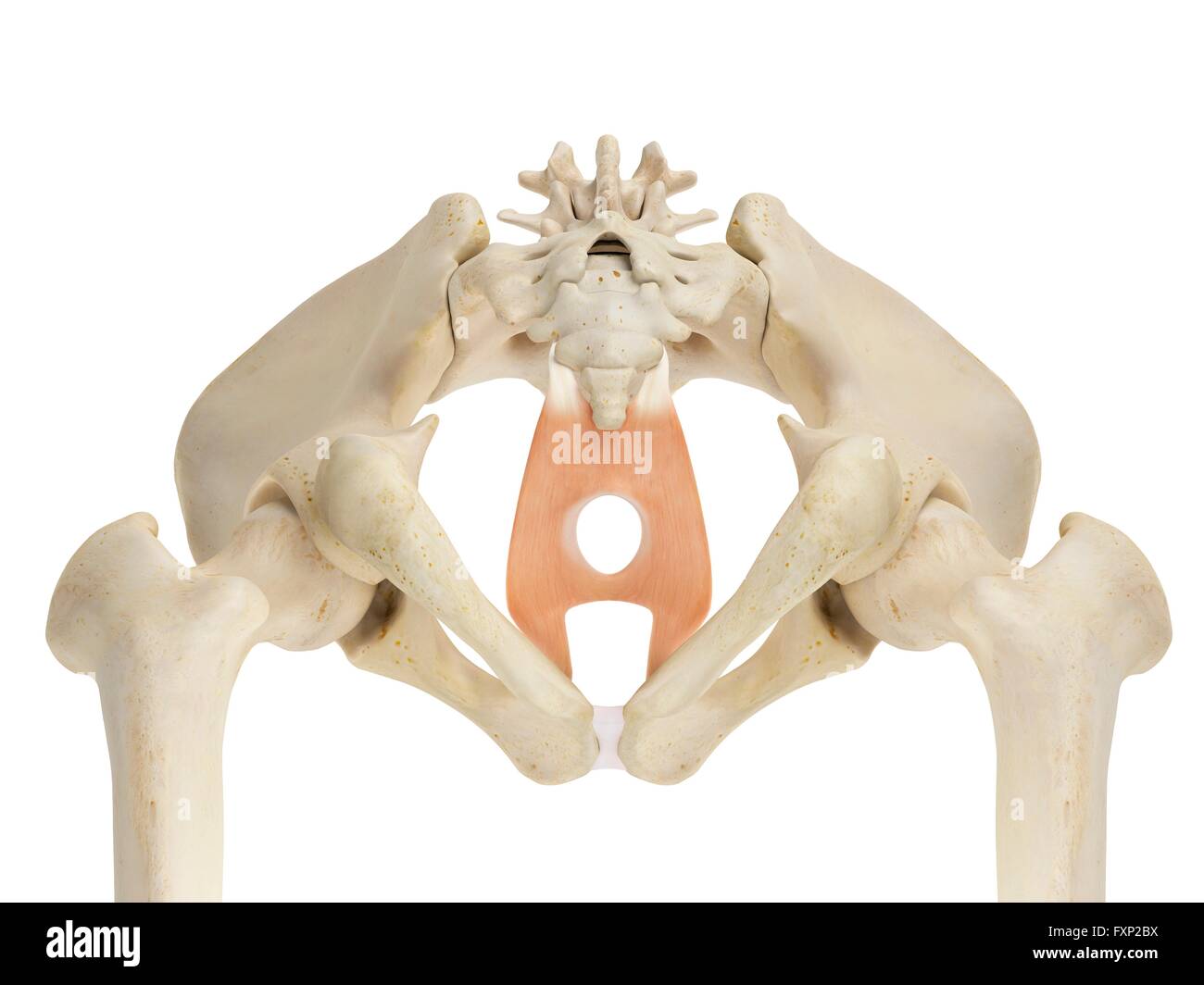 Anatomie du bassin humain Banque de photographies et d’images à haute ...