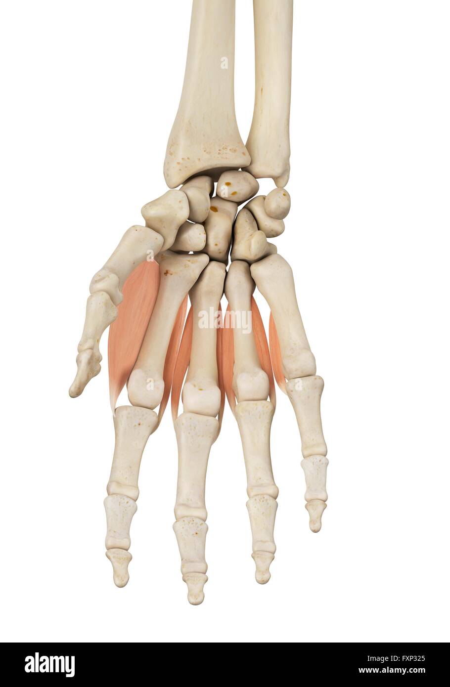 Anatomie 3d muscles main Banque de photographies et d’images à haute ...