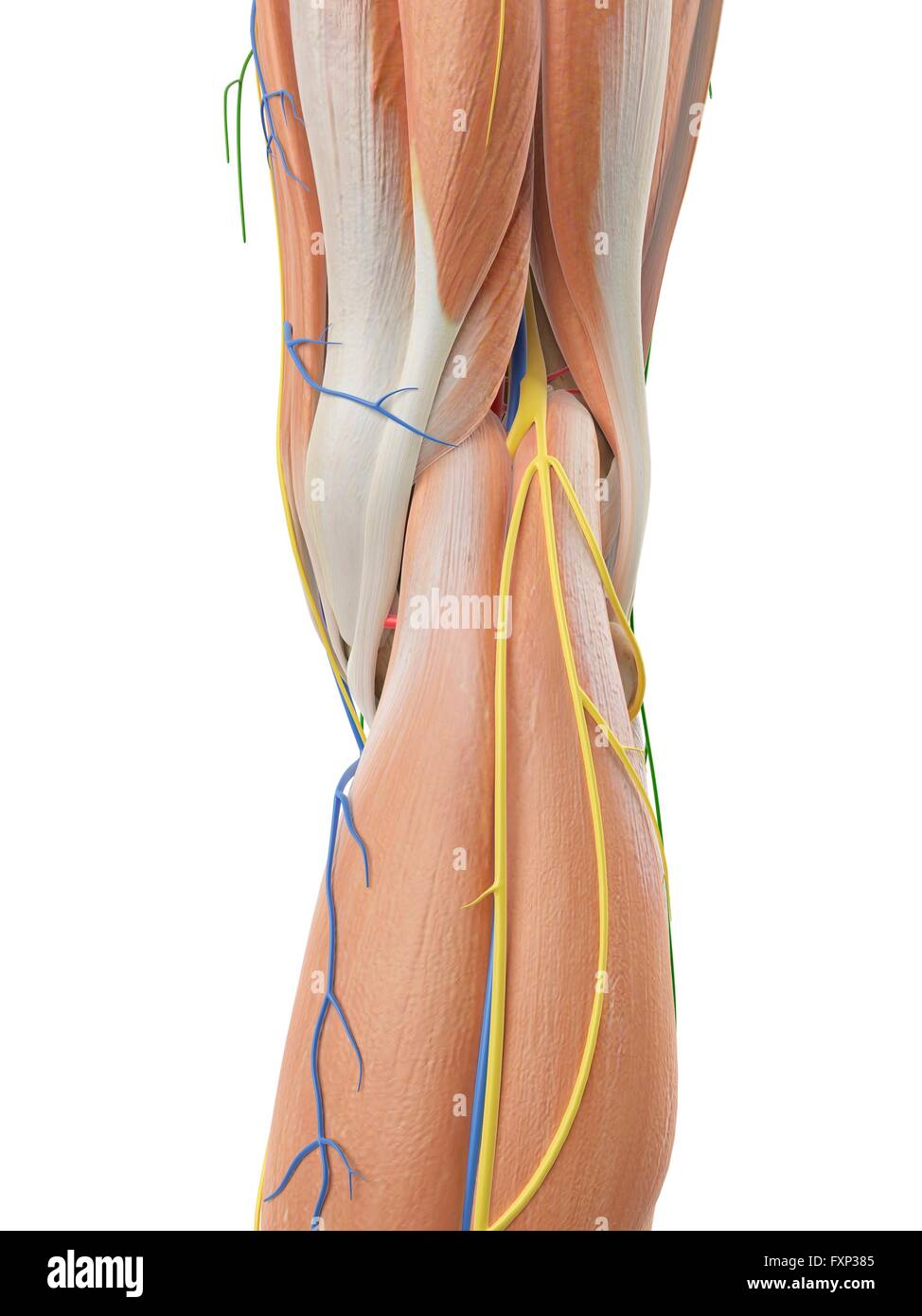 L'anatomie de la jambe, l'illustration de l'ordinateur Photo Stock - Alamy