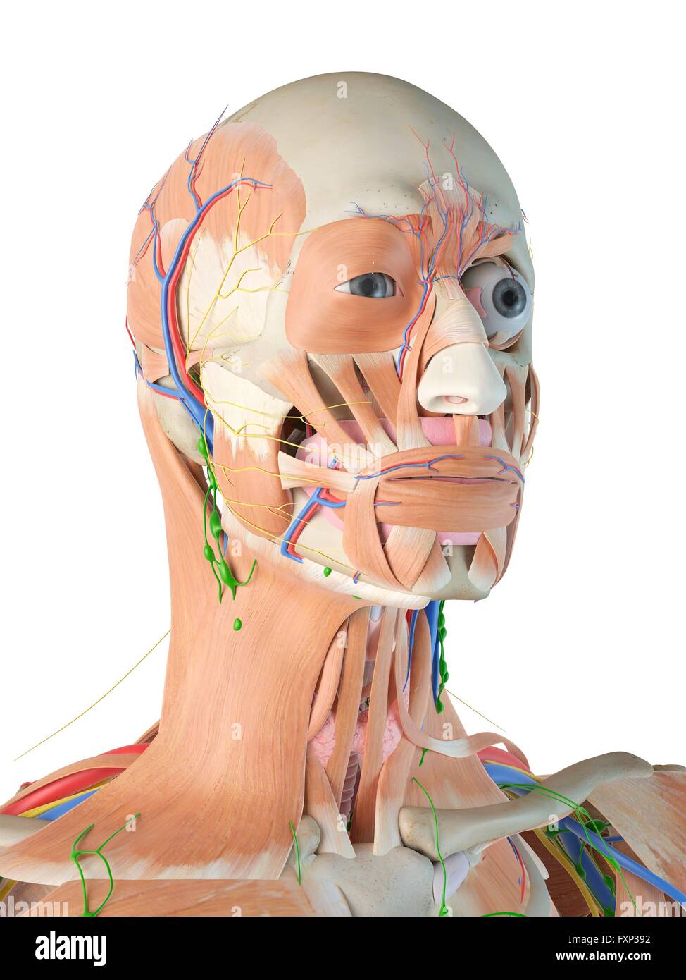 Anatomie du visage humain Banque de photographies et d’images à haute ...