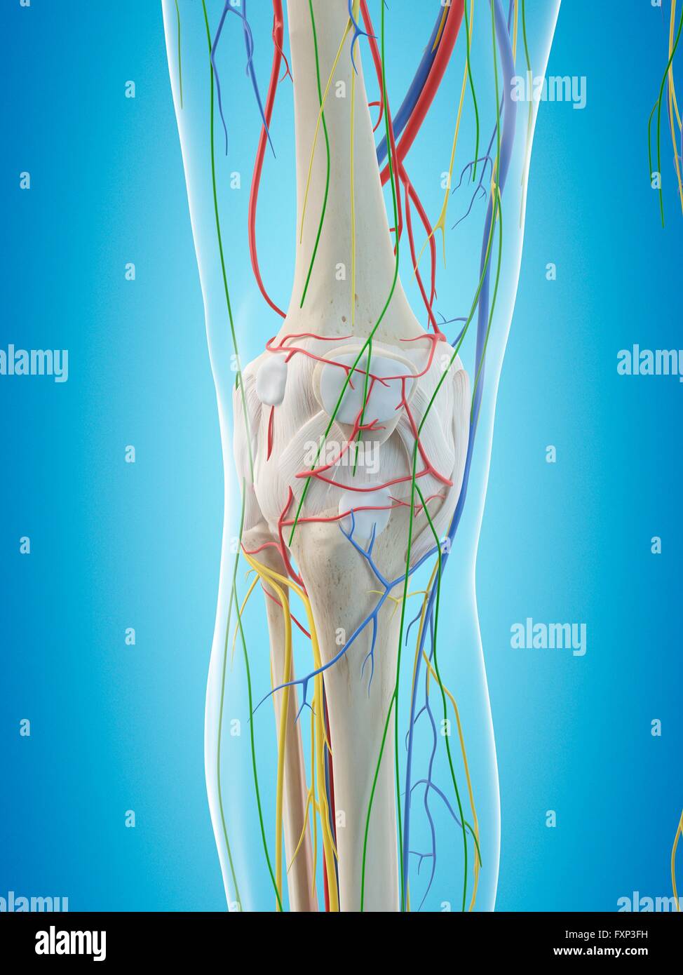 Anatomie de la jambe Banque de photographies et d’images à haute ...