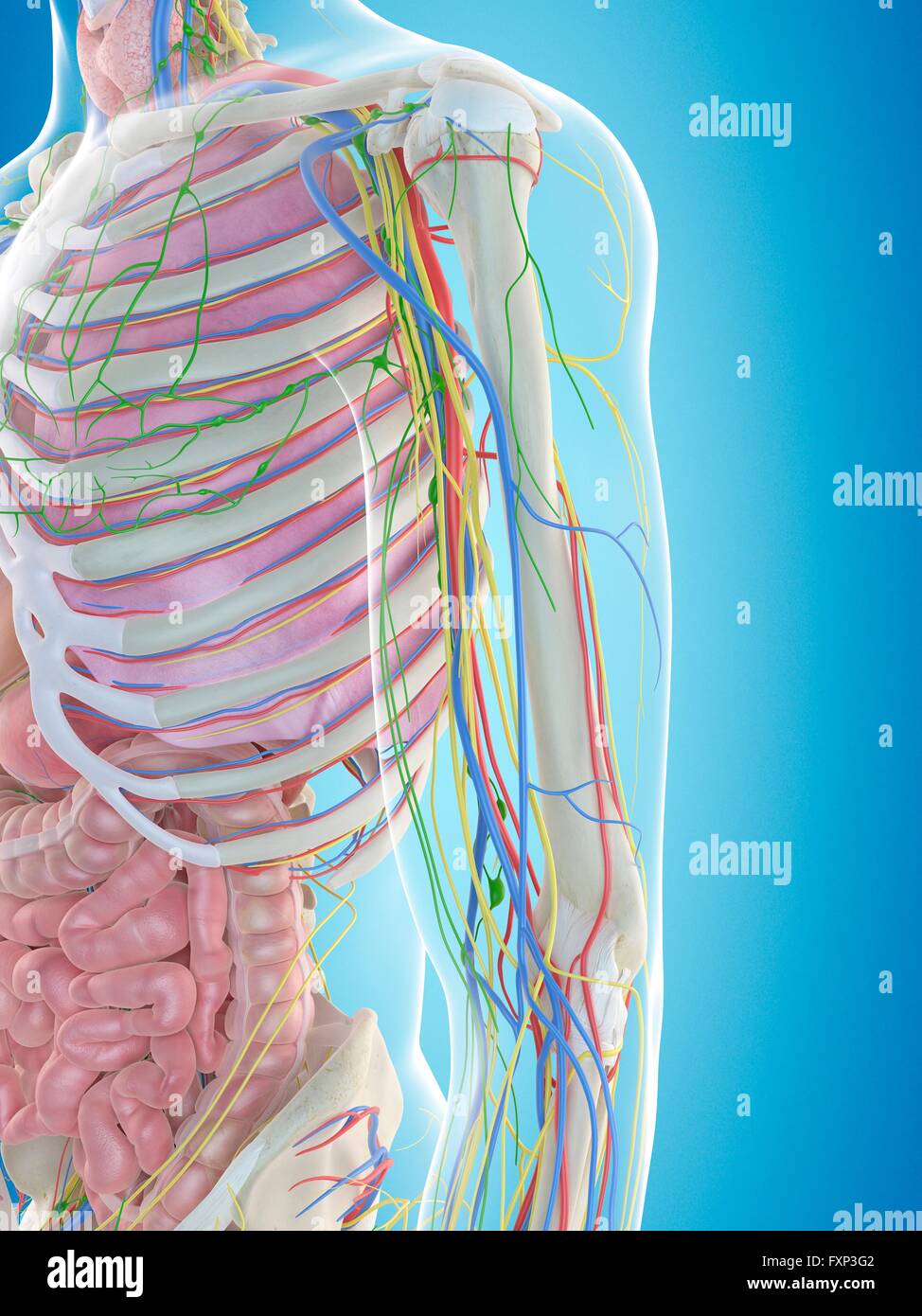 L'anatomie du bras humain, illustration de l'ordinateur Photo Stock - Alamy