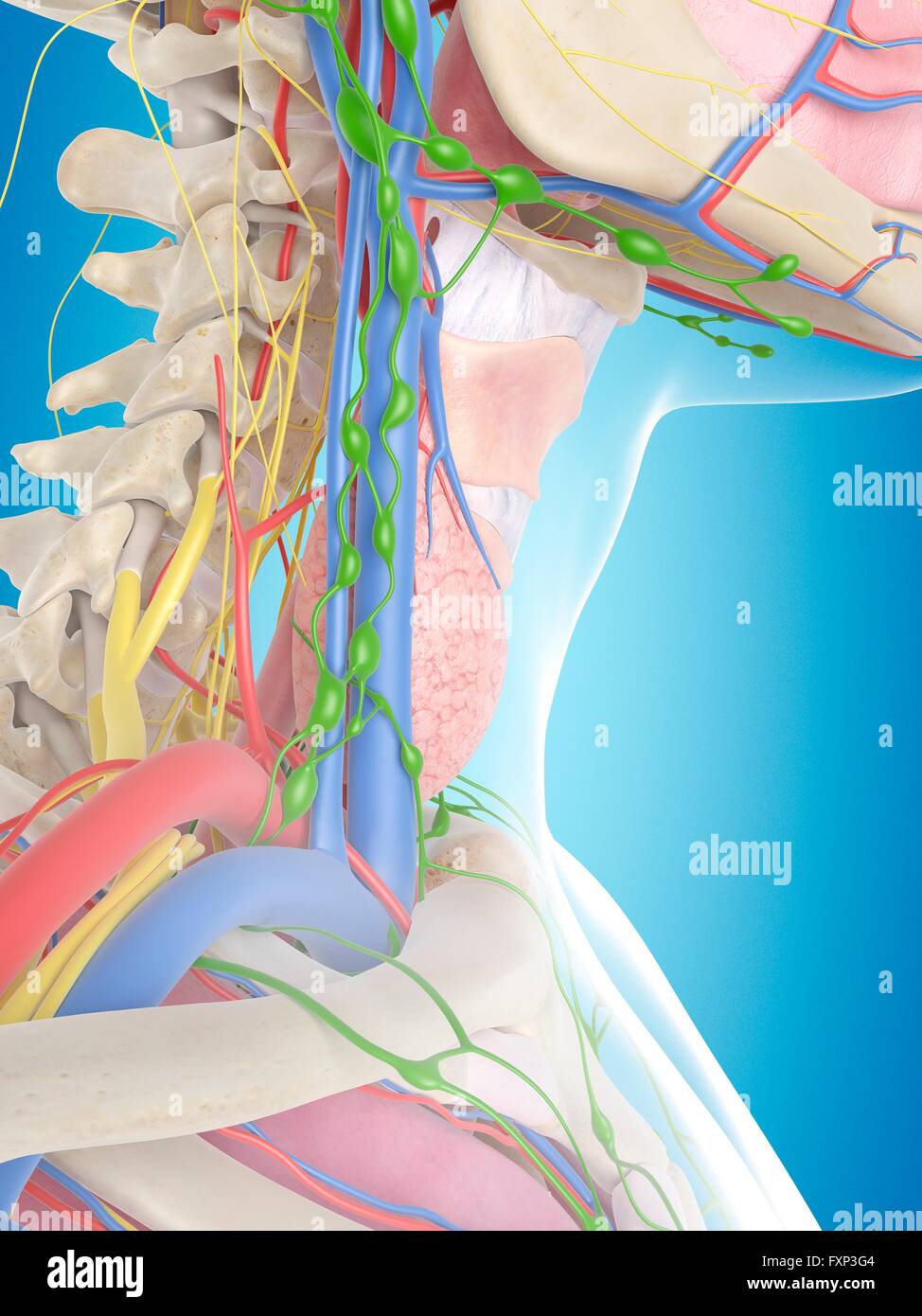 Anatomie du cou humain Banque de photographies et d’images à haute ...