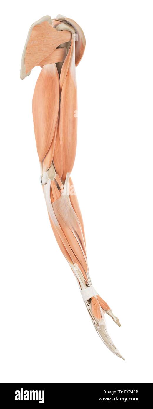 L'anatomie du bras humain, illustration de l'ordinateur Photo Stock - Alamy
