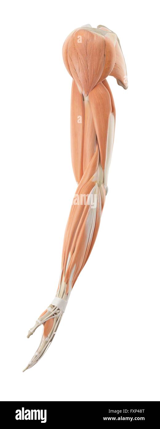 Bras homme anatomie Banque de photographies et d’images à haute ...