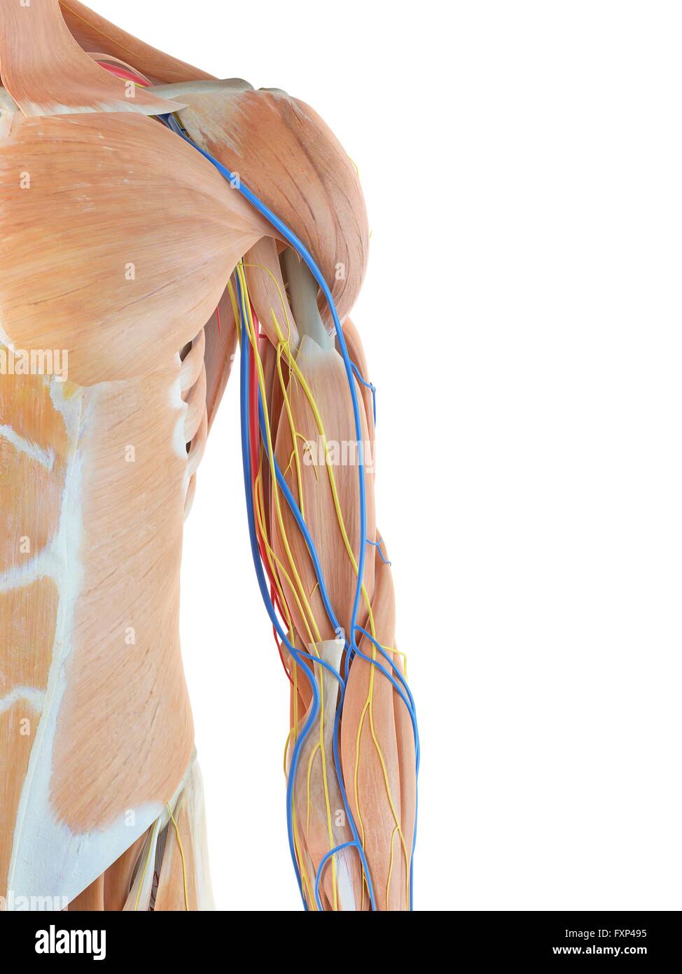 Anatomie du bras humain Banque de photographies et d’images à haute ...