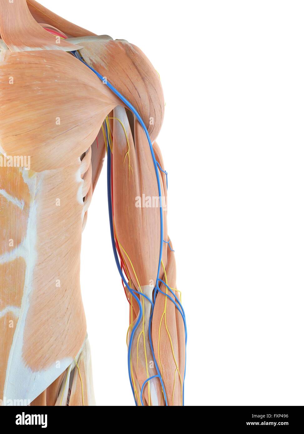 L'anatomie du bras humain, illustration de l'ordinateur Photo Stock - Alamy