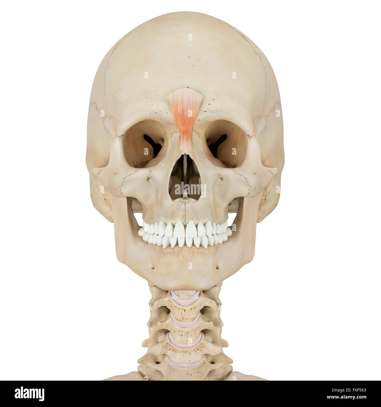 Os du visage humain Banque de photographies et d’images à haute ...