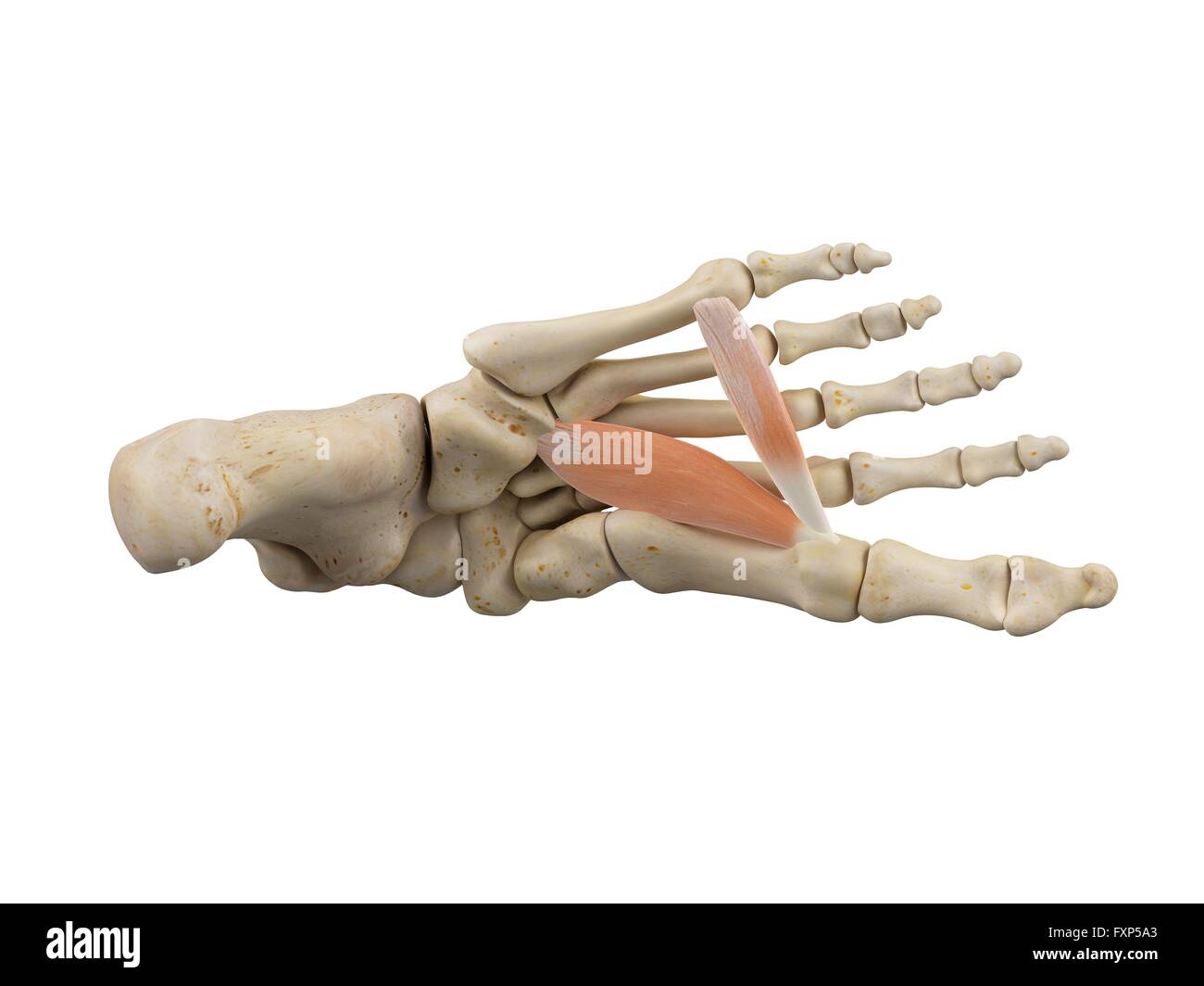 Muscles et ligaments du pied Banque de photographies et d’images à ...