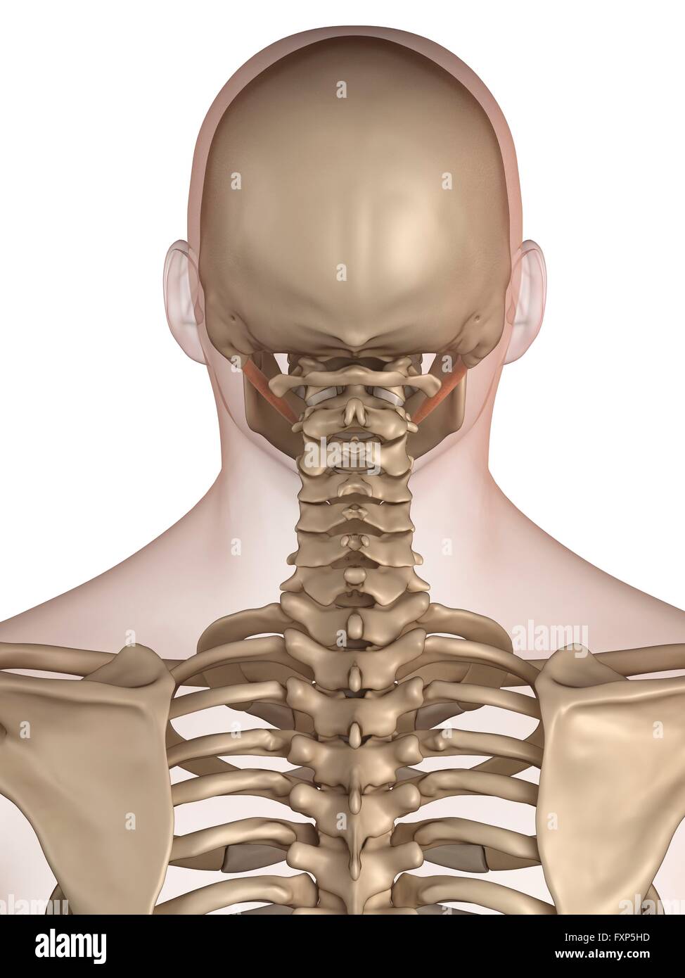 Muscles de la tête humaine, illustration de l'ordinateur Photo Stock ...