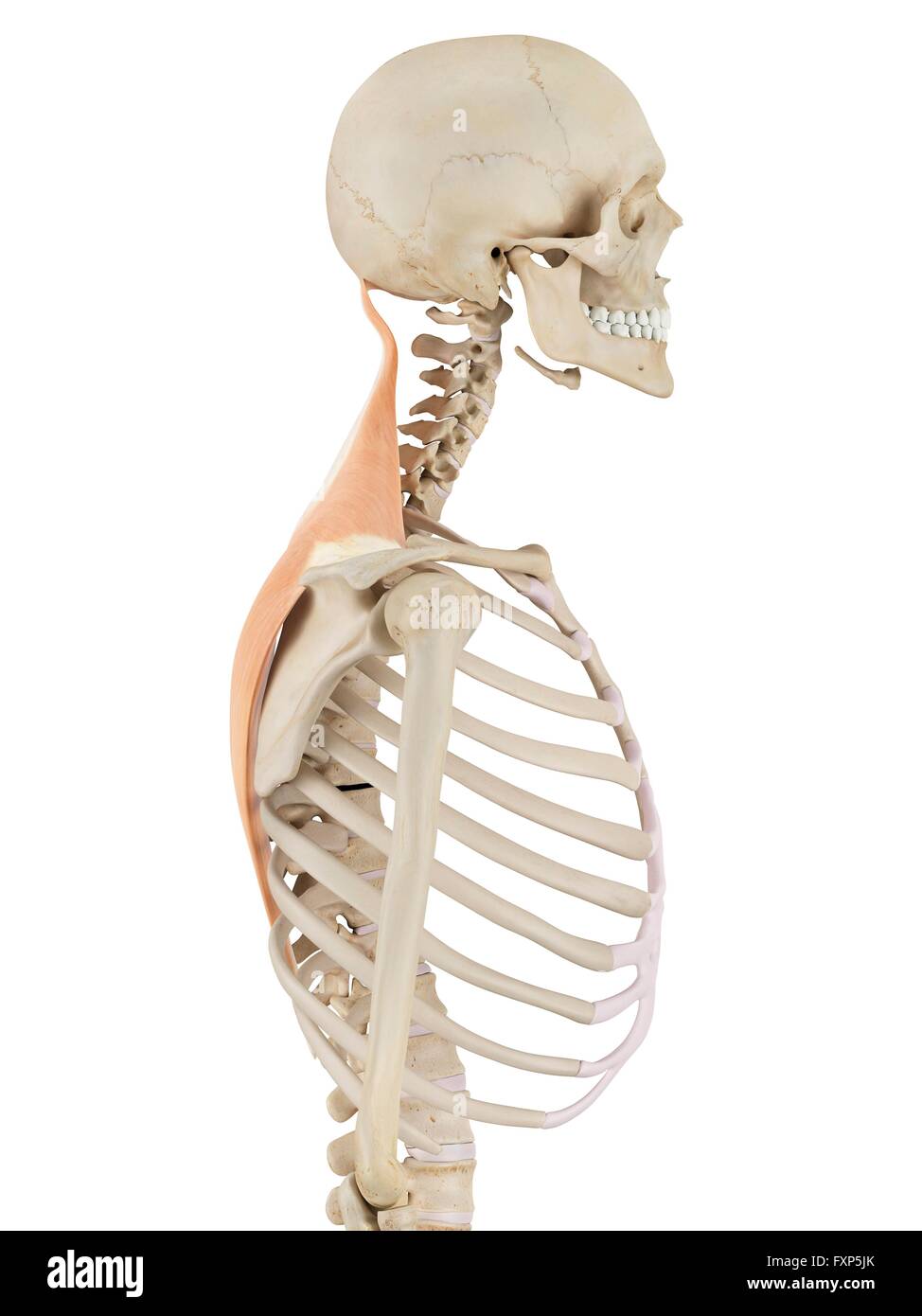 Muscles du cou humain Banque de photographies et d’images à haute ...