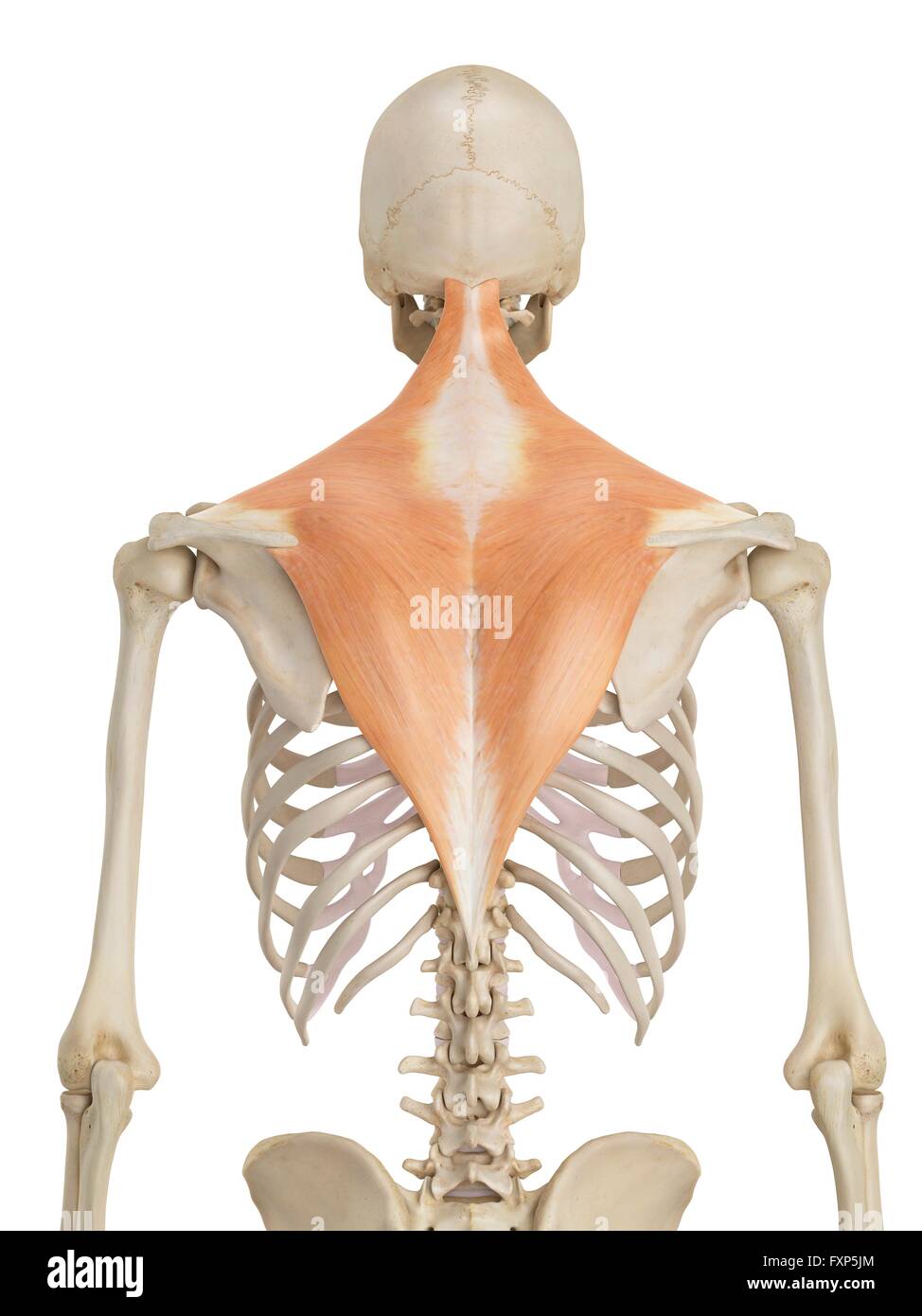 Les muscles du dos humain Banque de photographies et d’images à haute ...