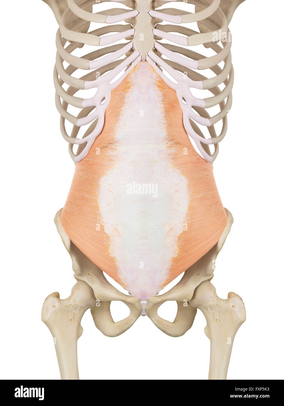 Les muscles du dos humain Banque de photographies et d’images à haute ...