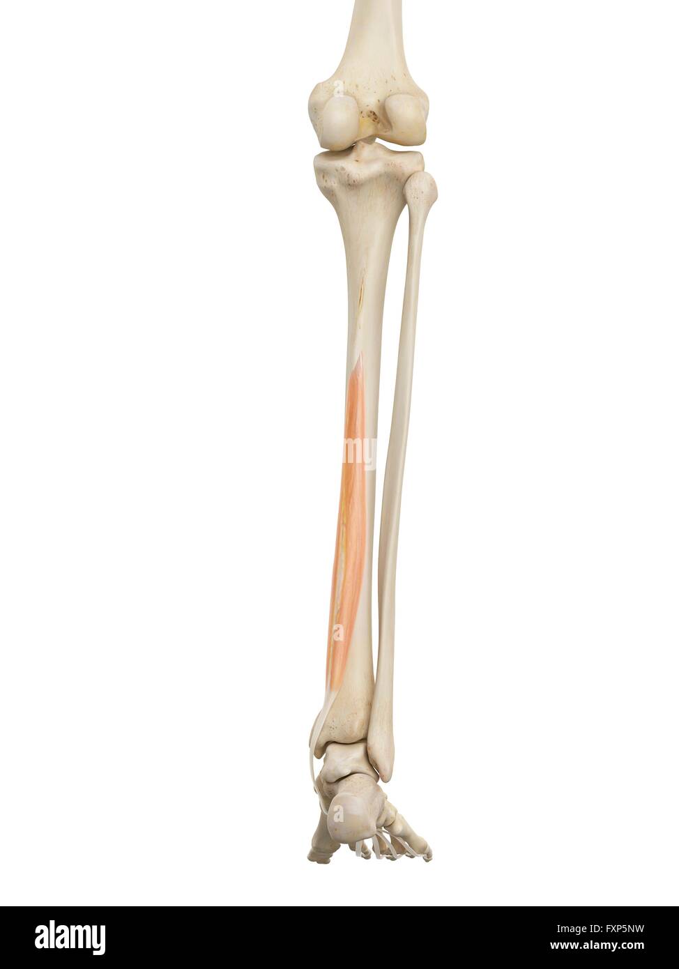 Anatomie de la jambe humaine Banque d'images détourées - Alamy