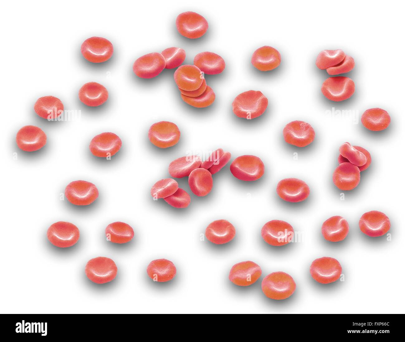 Globules rouges microscope Banque d'images détourées - Alamy