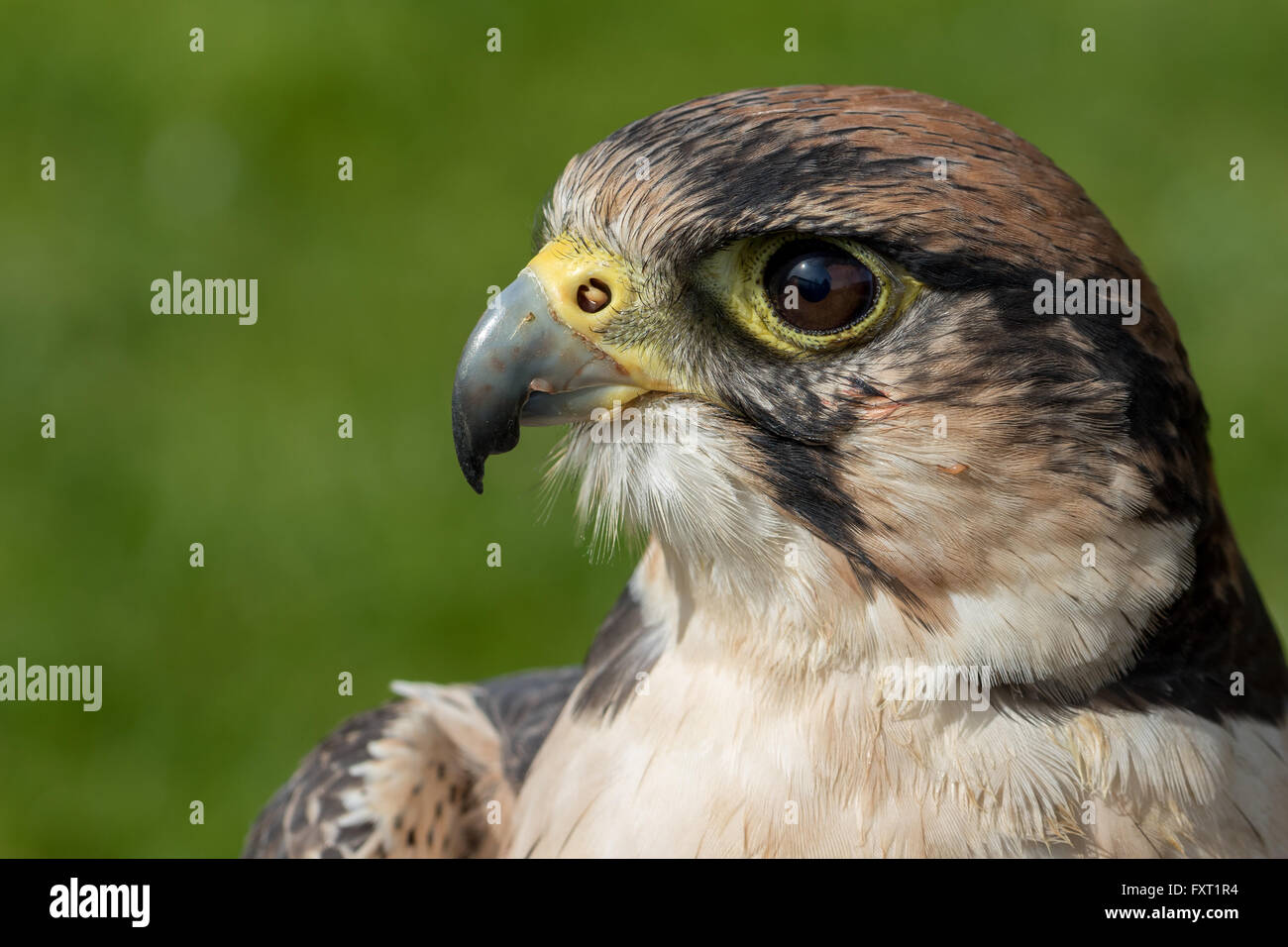 Falcon eye Banque de photographies et d’images à haute résolution - Alamy