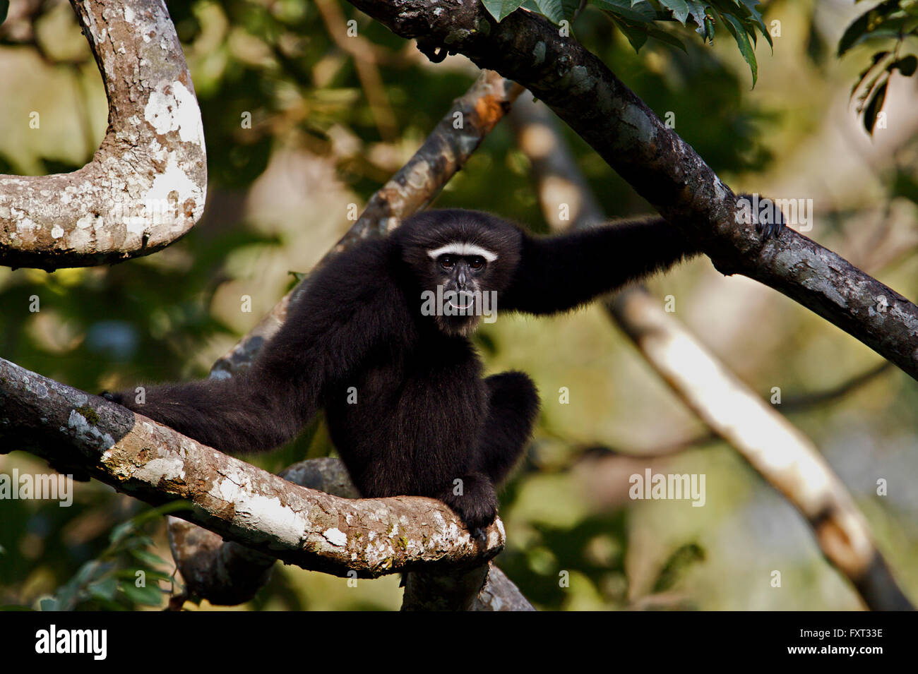 Bunopithecus hoolock Banque de photographies et d’images à haute ...