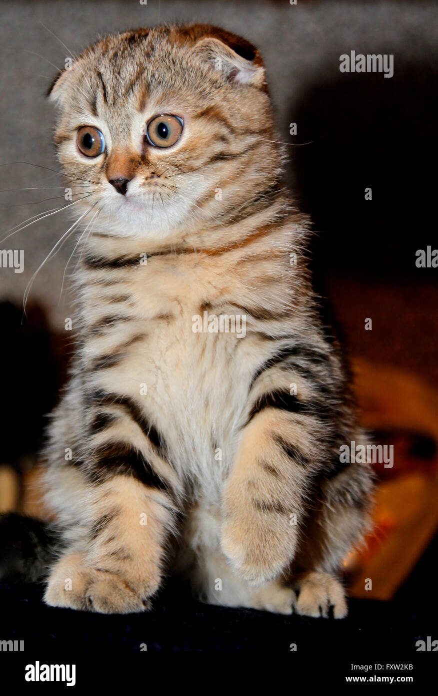 Petit Chaton Scottish Fold race avec couleur tigre Photo Stock - Alamy