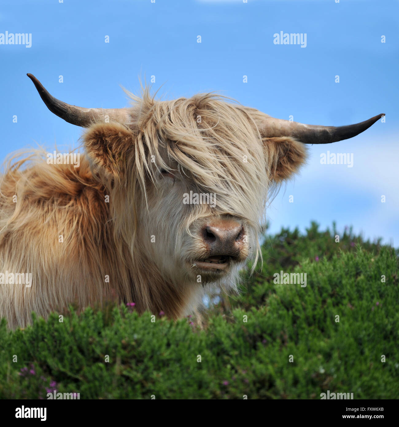 Poils de bovins highland longhorn Banque de photographies et d’images à ...