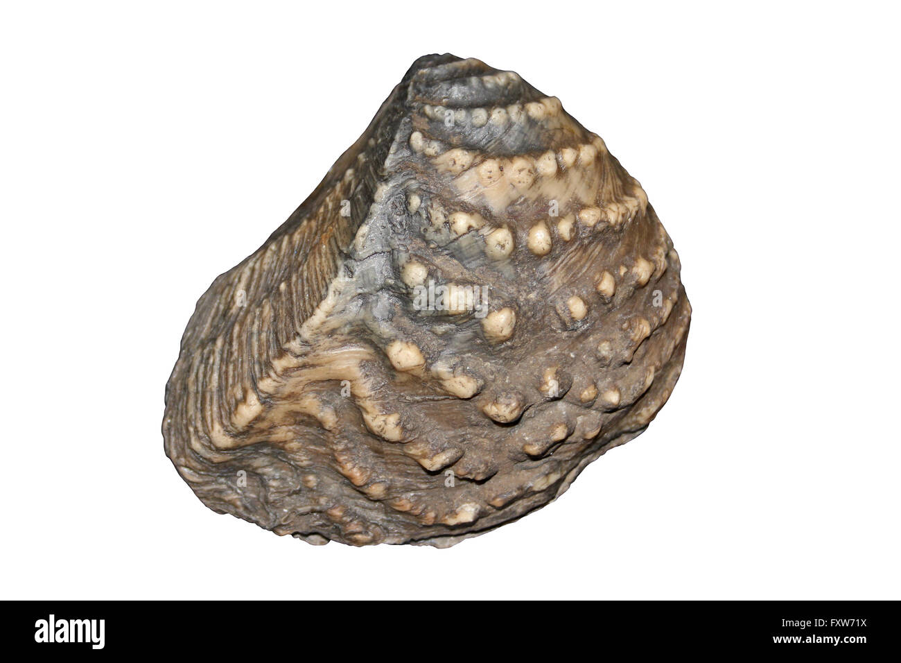 Mollusques marins bivalves Banque de photographies et d’images à haute ...